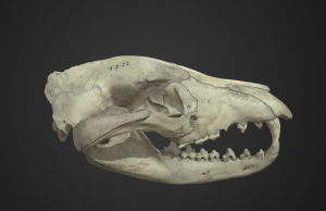 Thylacine skull – 3D digital model